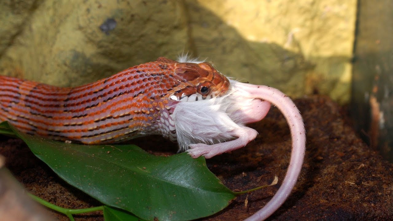 Corn Snake Feeding: A Complete Guide to Proper Care