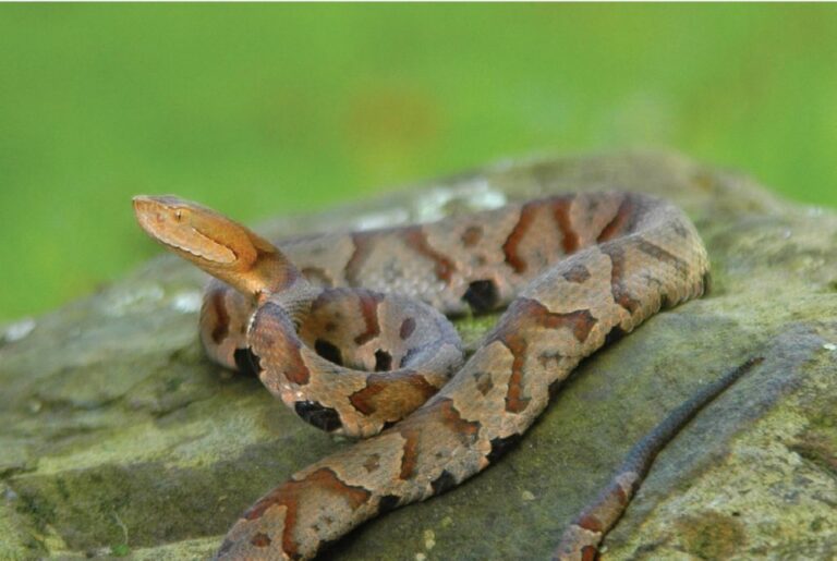 Do All Snakes Bite? Understanding Snake Behavior and Risks