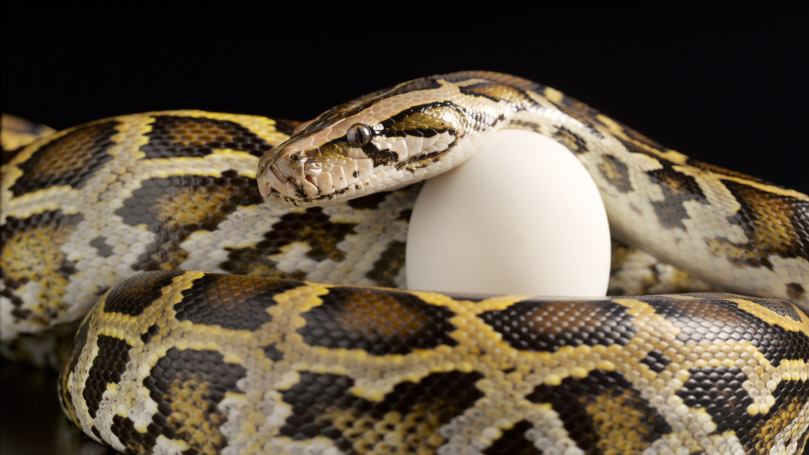 Do All Snakes Lay Eggs? Unveiling Snake Reproduction Methods