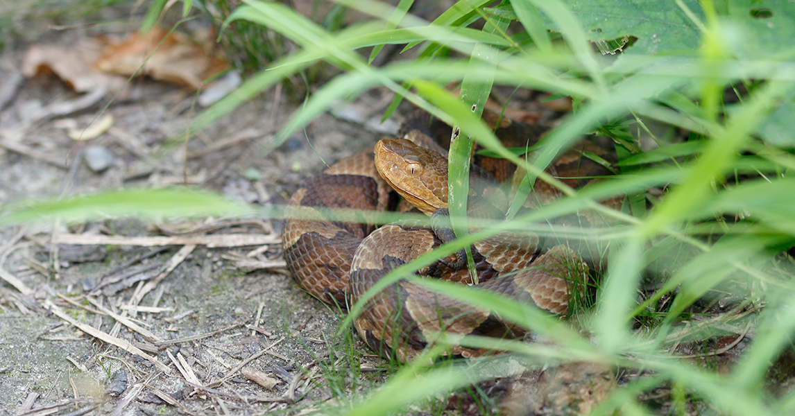 Do Snakes Hibernate in Houses? Understanding Their Winter Behavior
