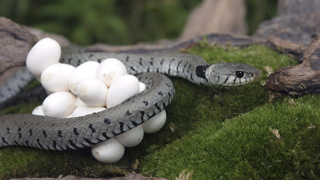 Do Snakes Lay Eggs or Give Birth? Understanding Their Reproduction