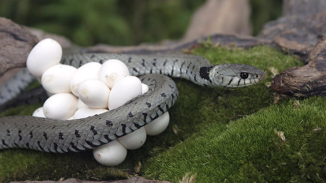 Do Snakes Lay Eggs or Give Birth? Understanding Their Reproduction