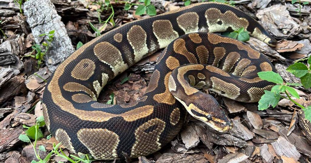 How Big Do Ball Pythons Get? Understanding Their Size