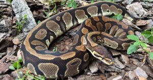 How Big Do Ball Pythons Get? Understanding Their Size