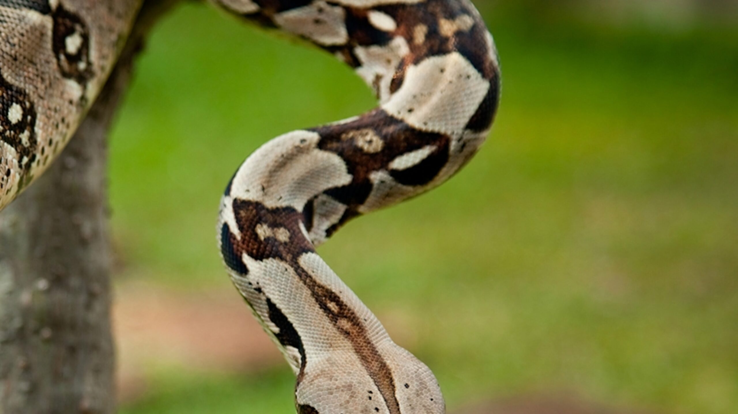 How Big Do Boa Constrictors Get? Size and Growth Explained