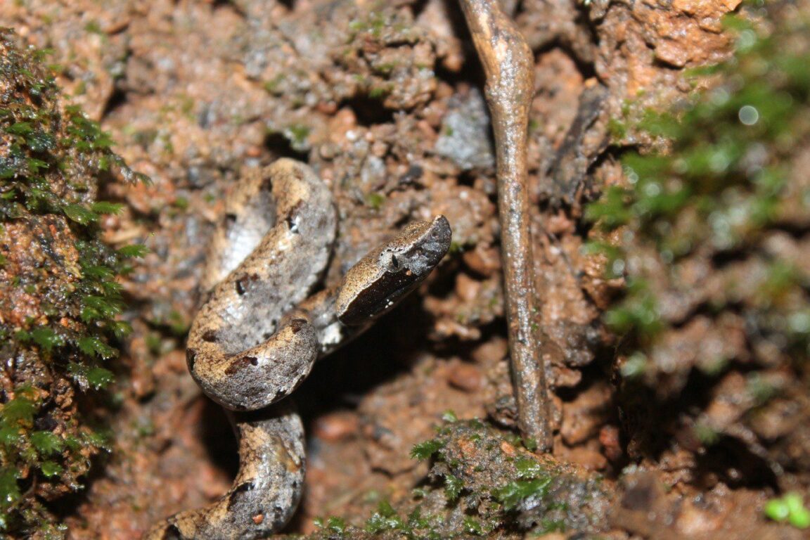 How Do Snakes Lay Eggs: The Fascinating Process Revealed
