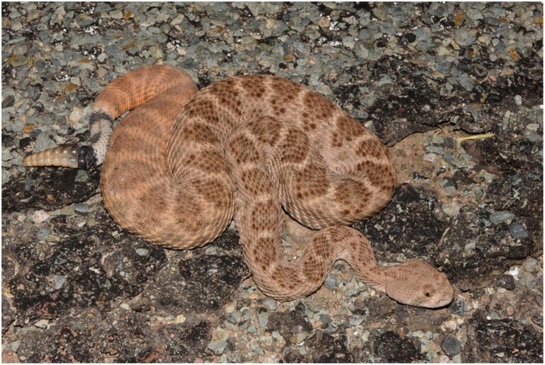 How Do Snakes Mate? Unveiling Their Fascinating Reproductive Secrets