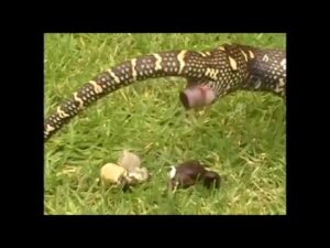 How Do Snakes Poop and Pee? Understanding Their Unique Excretory System