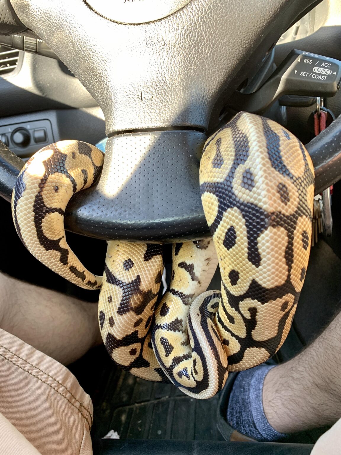 How Long Can a Ball Python Go Without Heat?