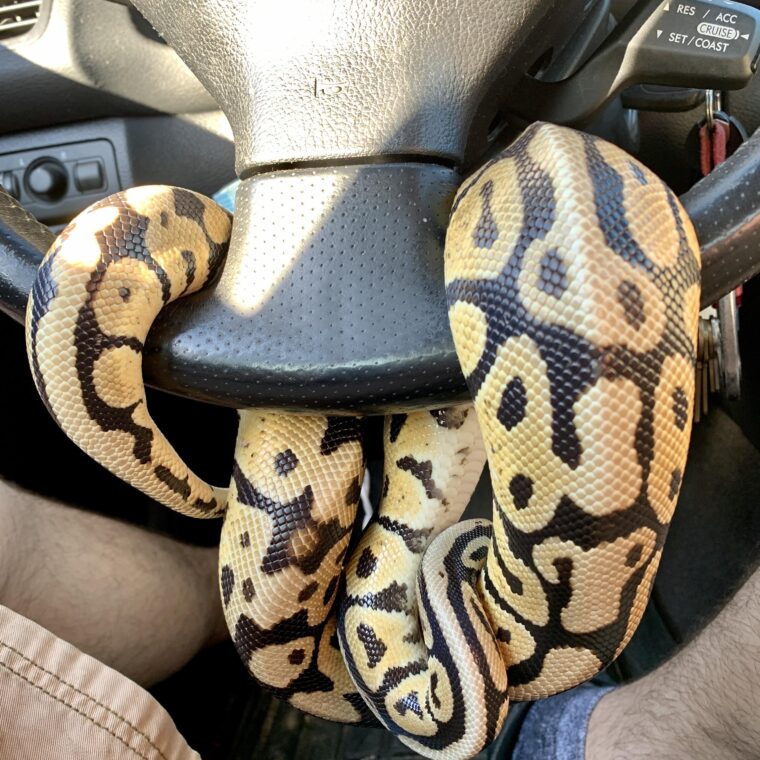 How Long Do Snakes Live? Lifespan Insights for Owners