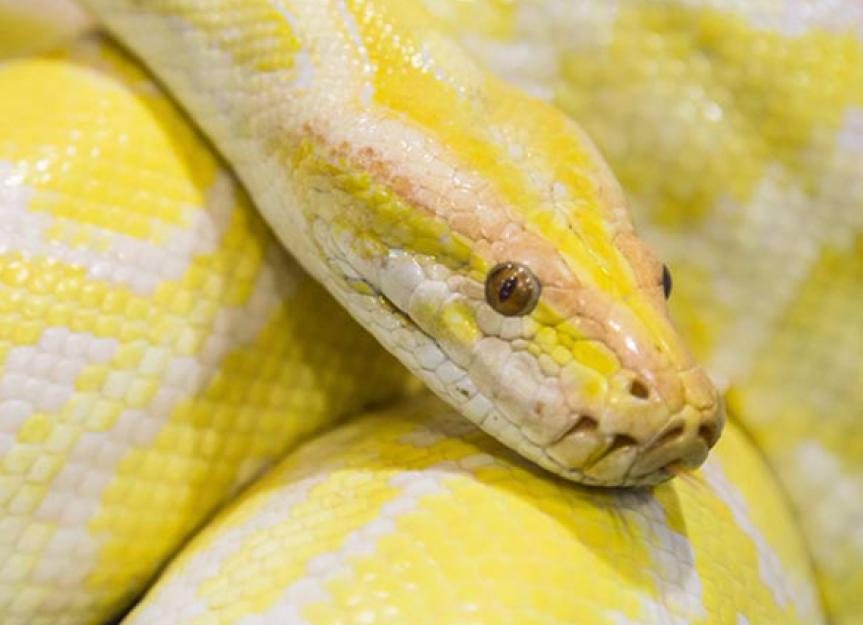 How Long Do Snakes Live? Lifespan Insights for Owners