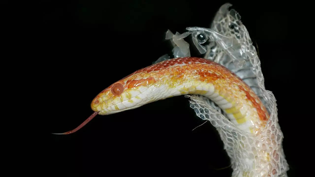 How Often Do Corn Snakes Shed? A Complete Guide