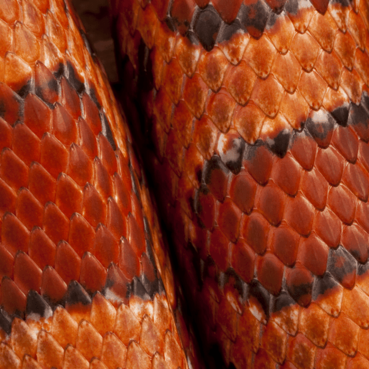 What Do Snakes Eat? Discover Their Carnivorous Diet