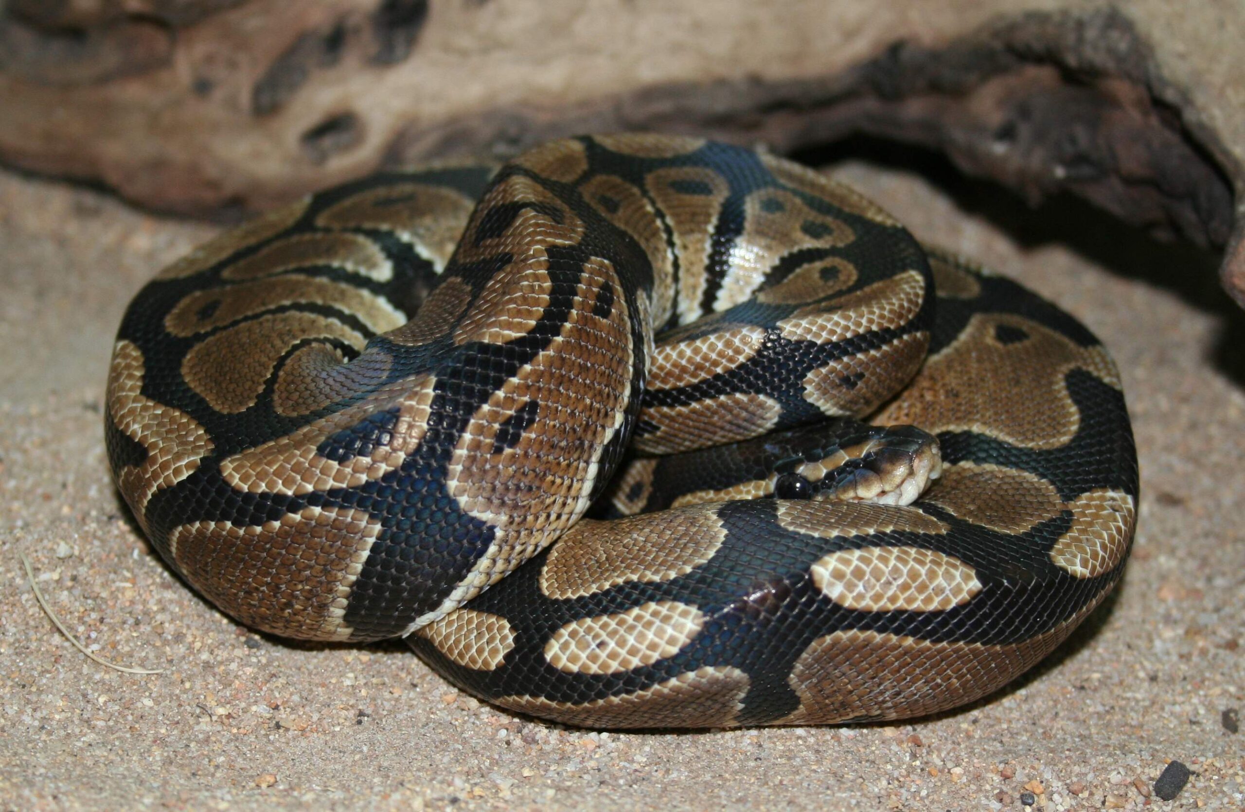 How to Feed a Ball Python: Essential Tips for Owners