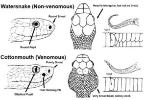 How to Tell if a Snake is Venomous: Key Indicators