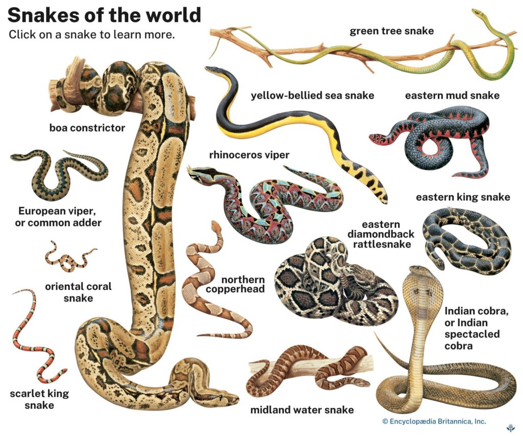 Python vs Boa Constrictor: Essential Differences Explained