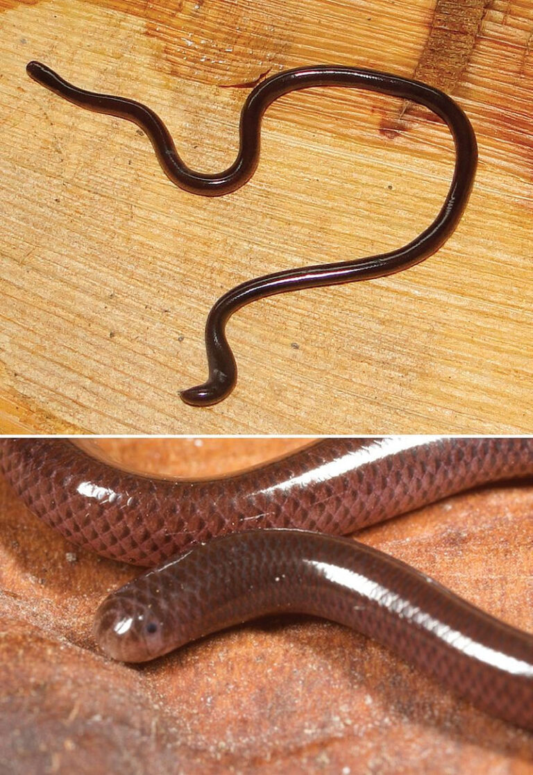 Snakes That Look Like Worms: Fascinating Facts and Traits
