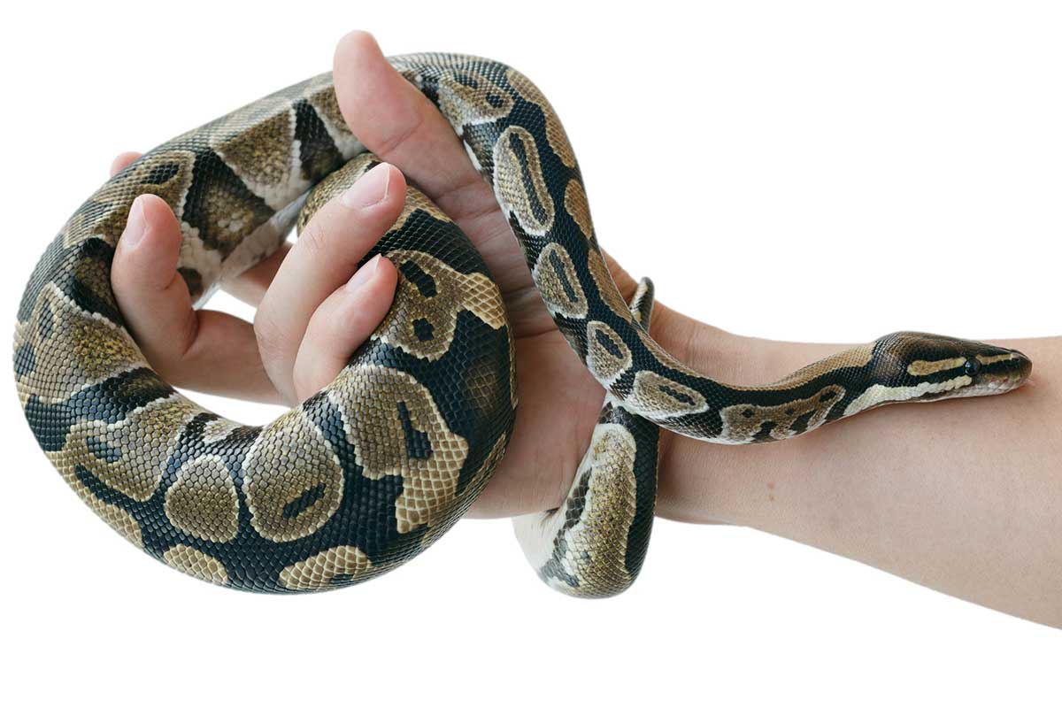The Lifespan of Ball Pythons: What You Need to Know