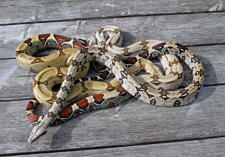 Types of Boa Constrictors: A Comprehensive Guide