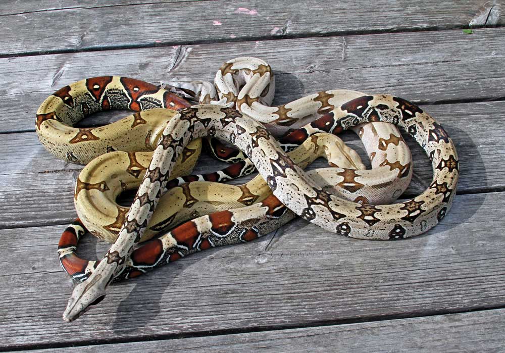 Types of Boa Constrictors: A Comprehensive Guide