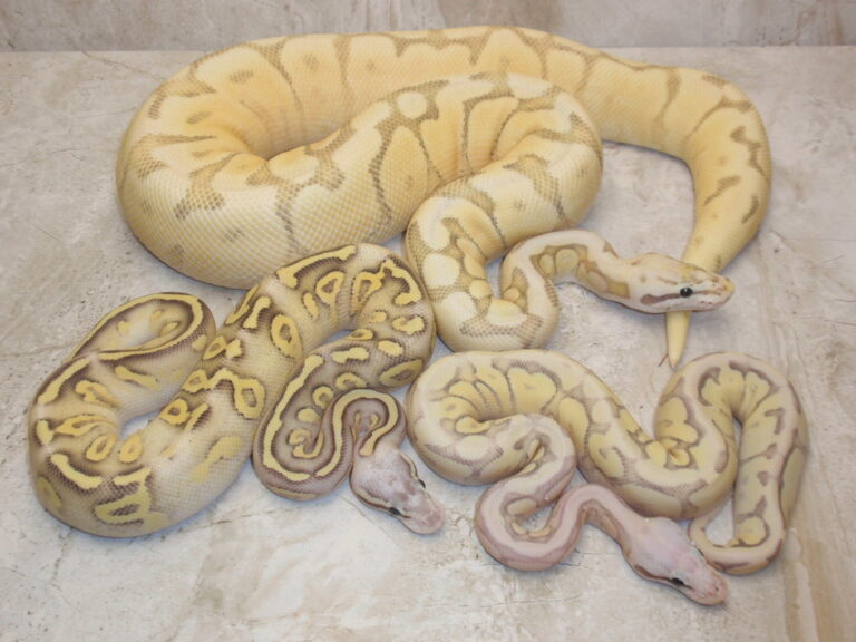 Ultimate Ball Python Care Guide for Happy, Healthy Snakes