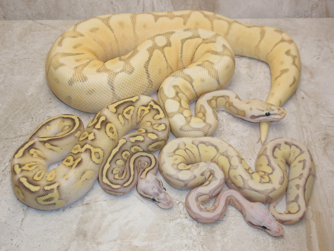 Ultimate Ball Python Care Guide for Happy, Healthy Snakes