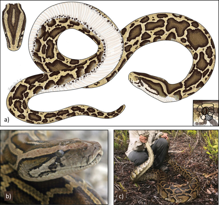 What Do Burmese Pythons Eat? A Deep Dive into Their Diet