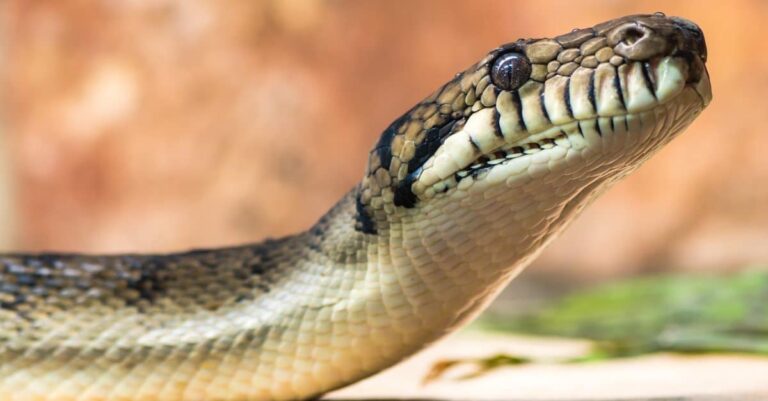 What Do Pythons Eat? A Comprehensive Guide to Their Diet