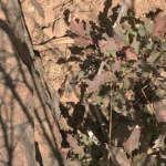 What Does a Snake Nest Look Like? A Detailed Guide