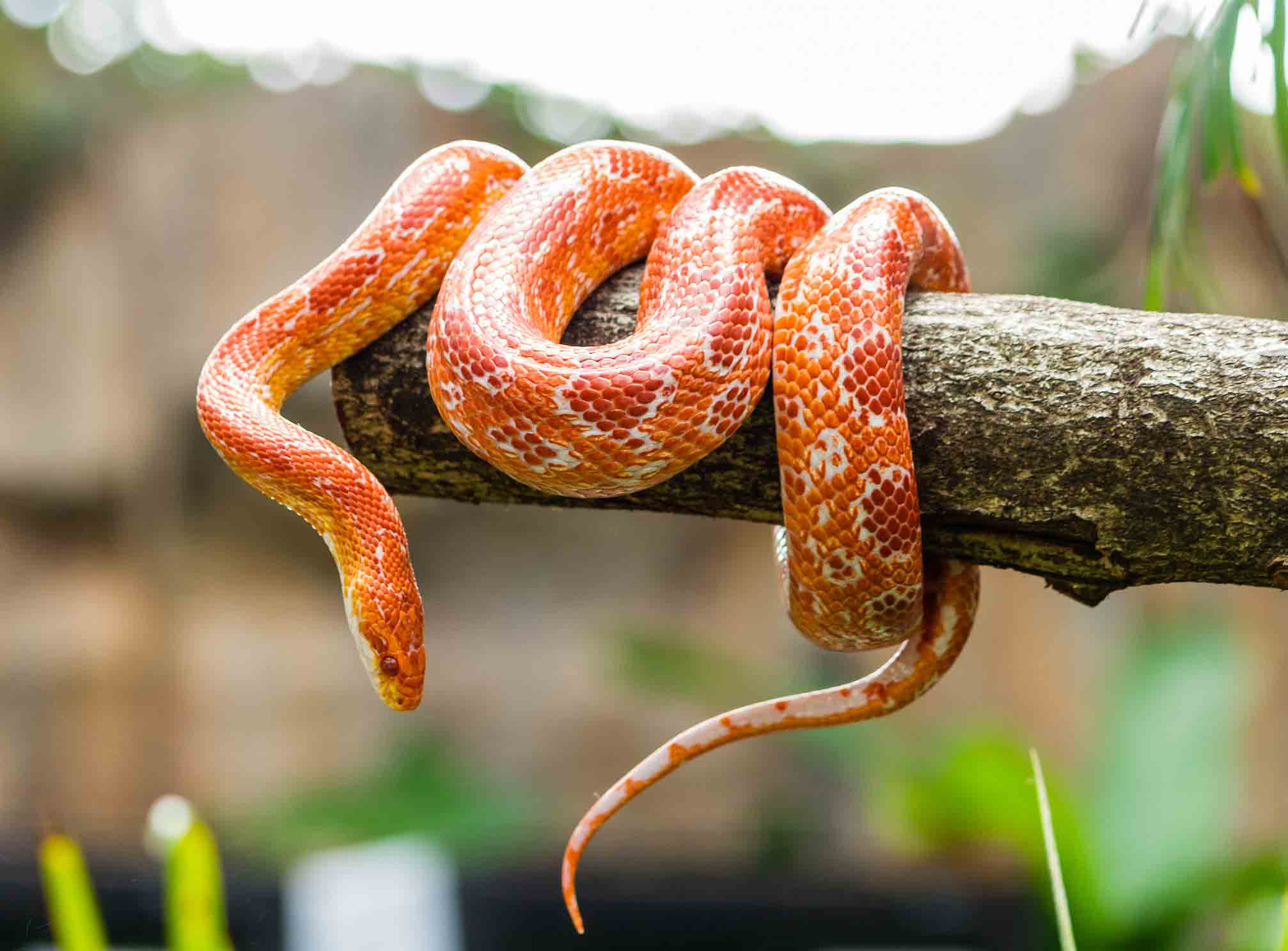 What Do Snakes Eat? Discover Their Carnivorous Diet